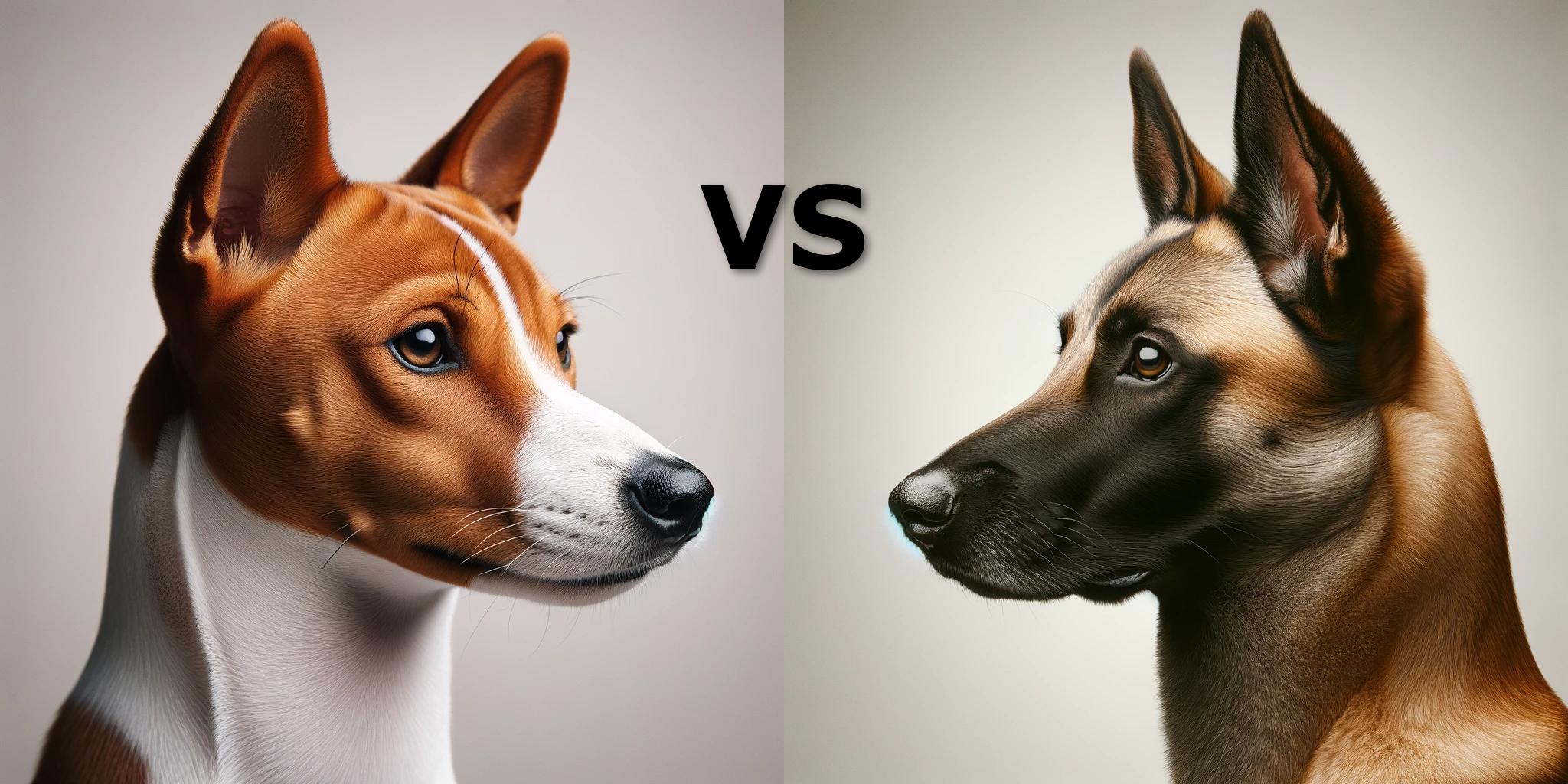 Basenji vs Belgian Malinois - My Dog Breeds