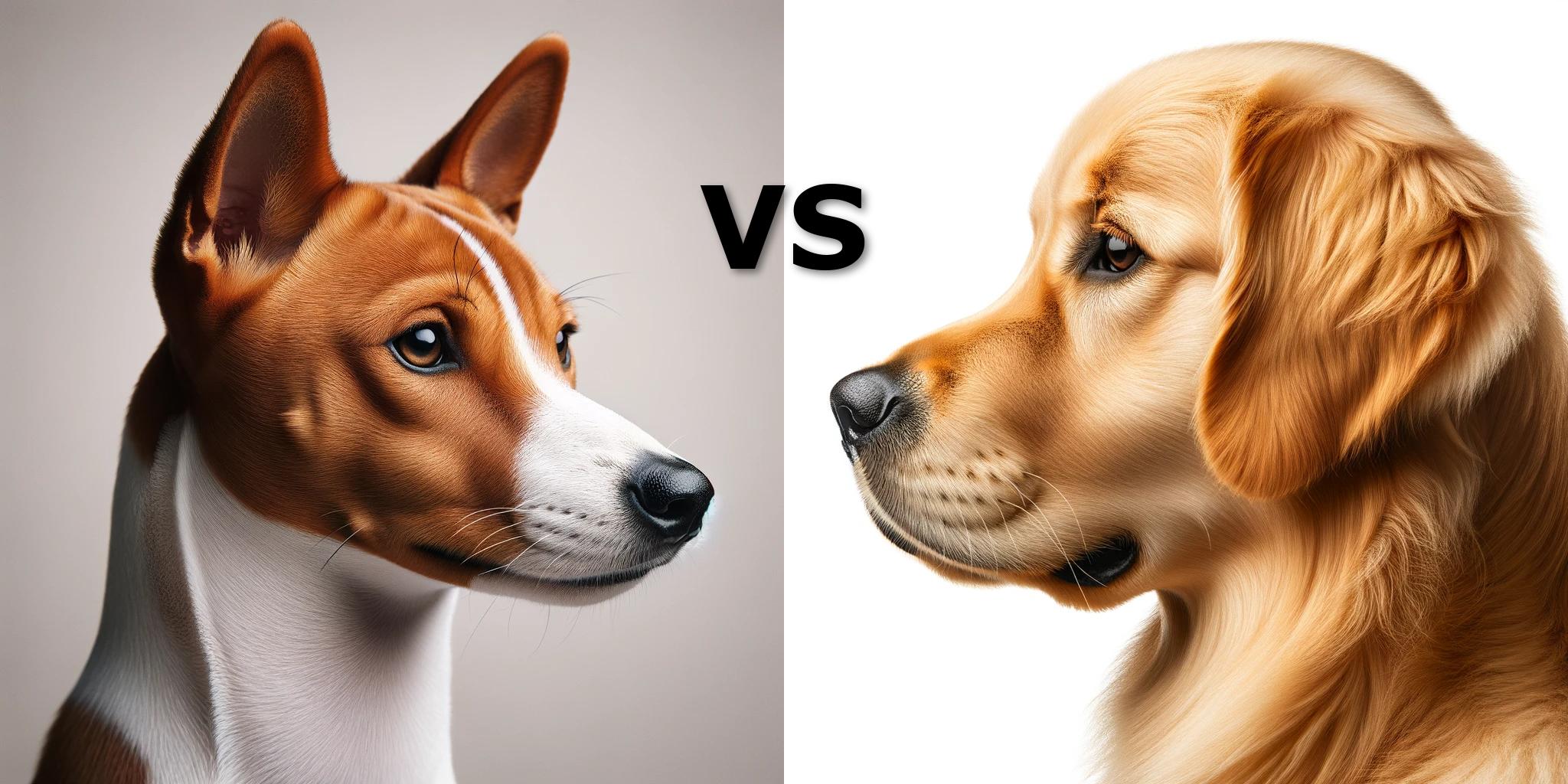 Basenji vs Golden Retriever - My Dog Breeds