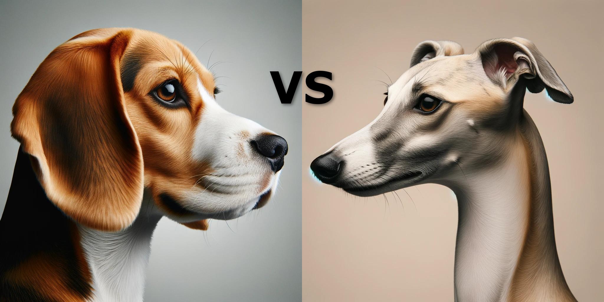 Beagle vs Whippet - My Dog Breeds