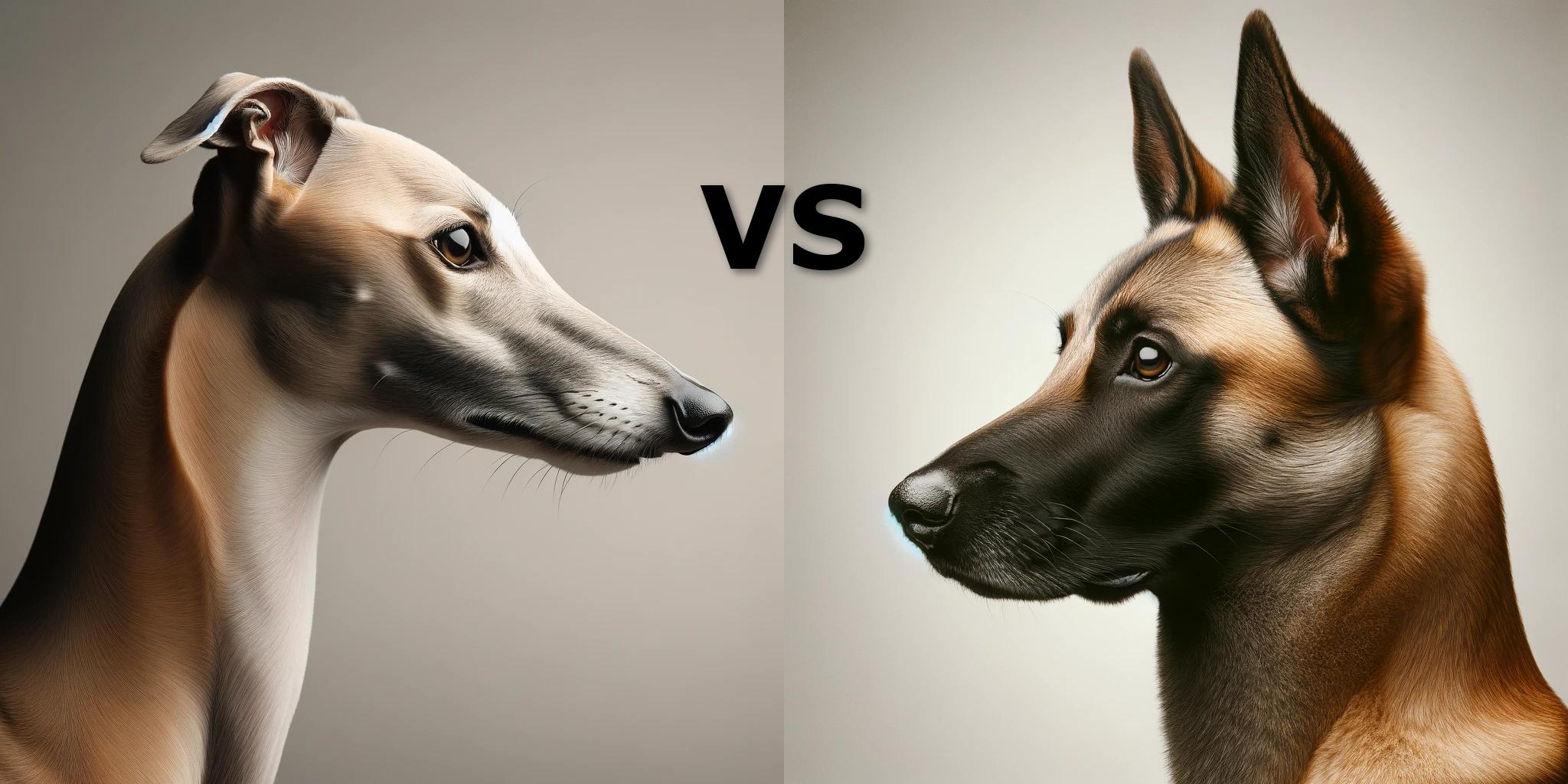 Greyhound vs Belgian Malinois - My Dog Breeds