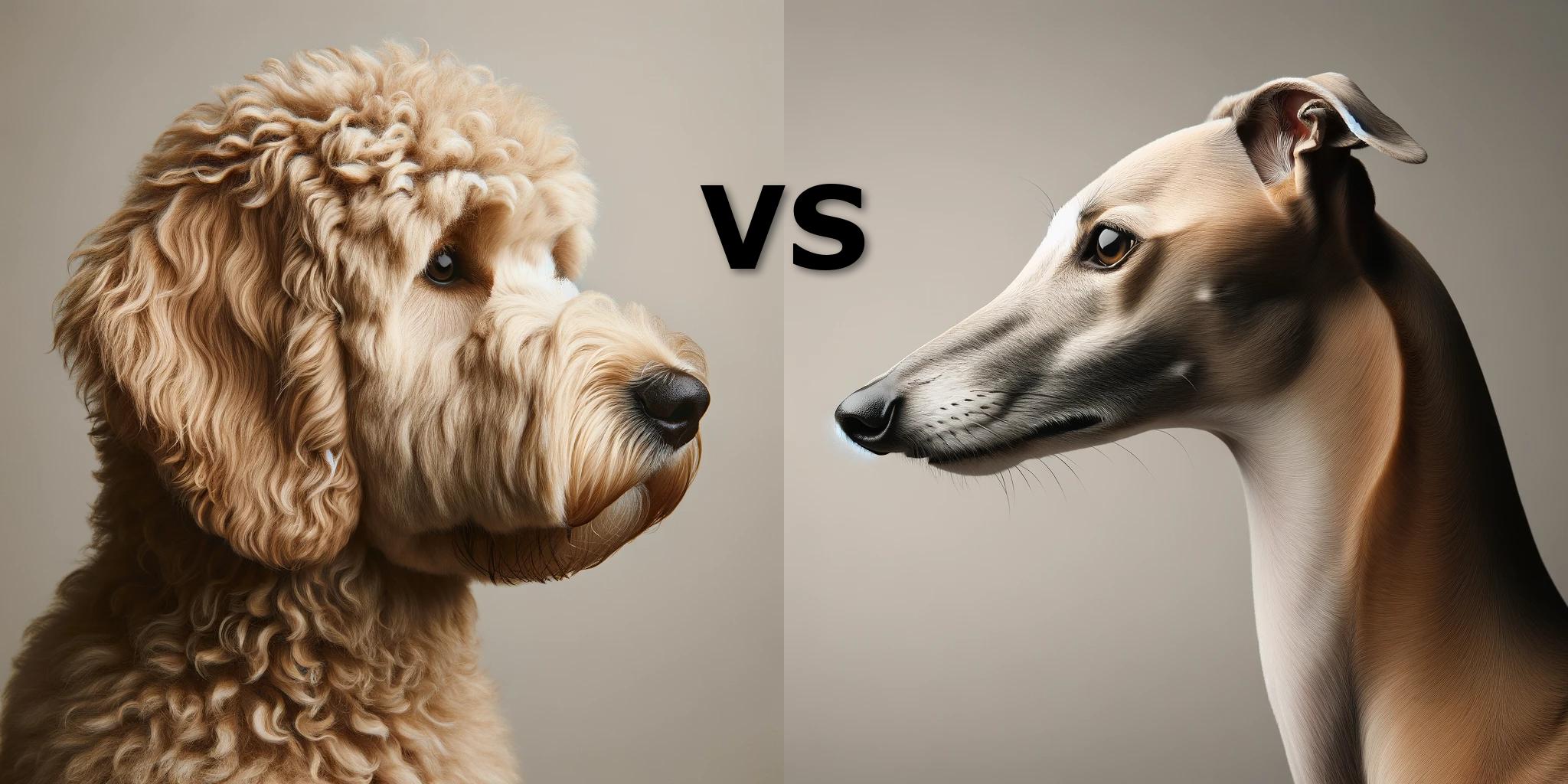 Labradoodle vs Greyhound - My Dog Breeds