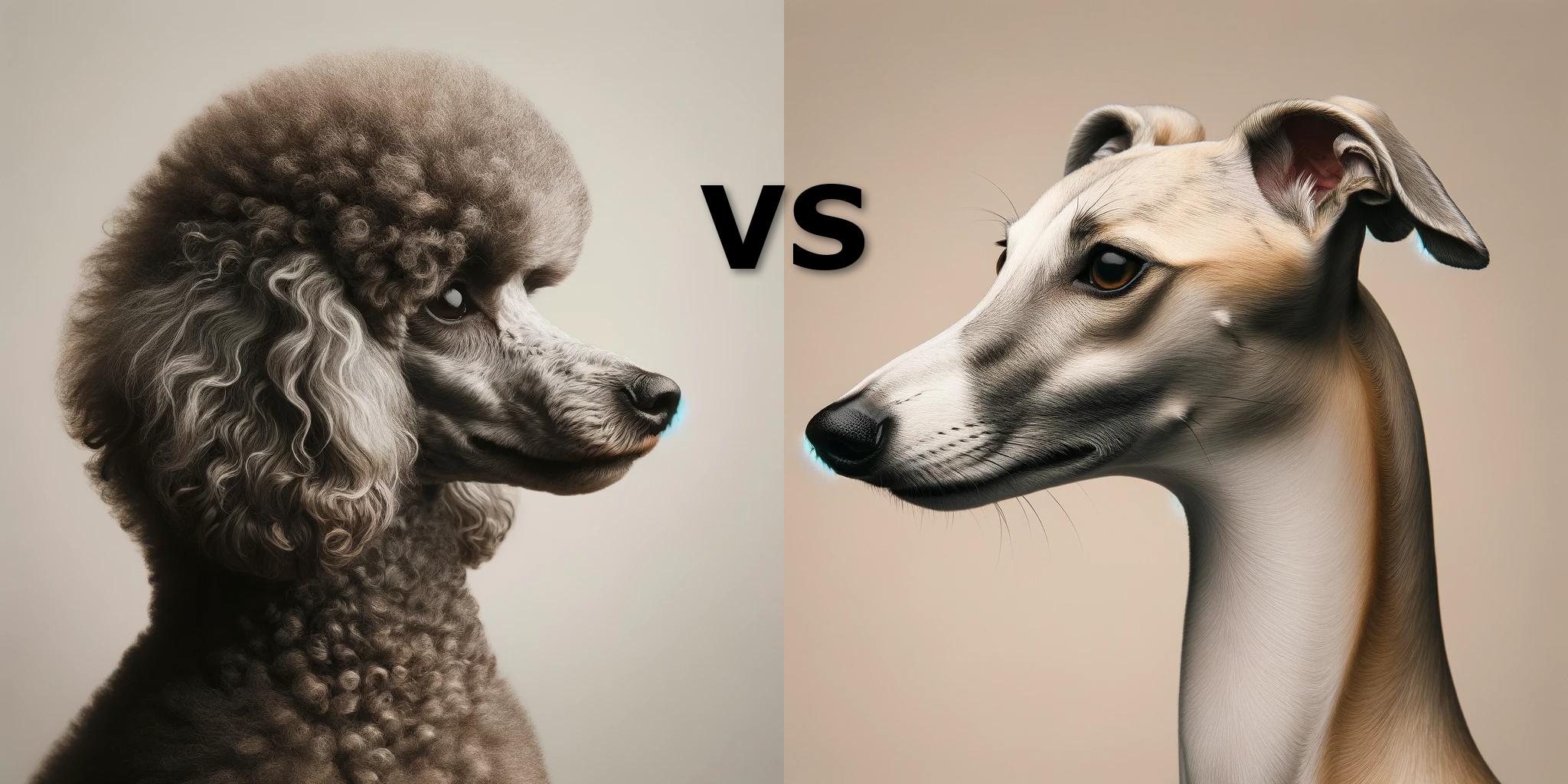 Poodle vs Whippet - My Dog Breeds