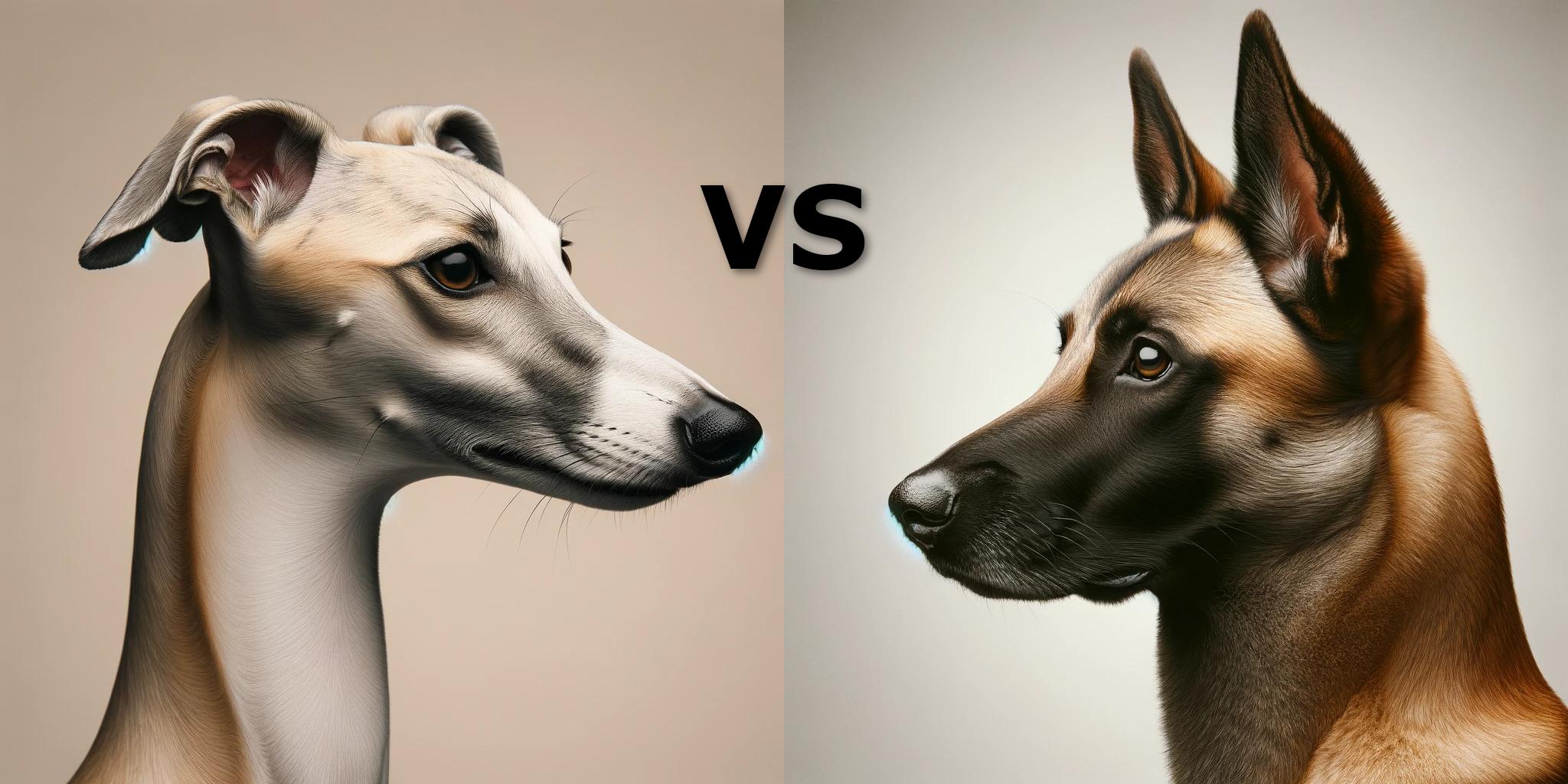 Whippet vs Belgian Malinois - My Dog Breeds