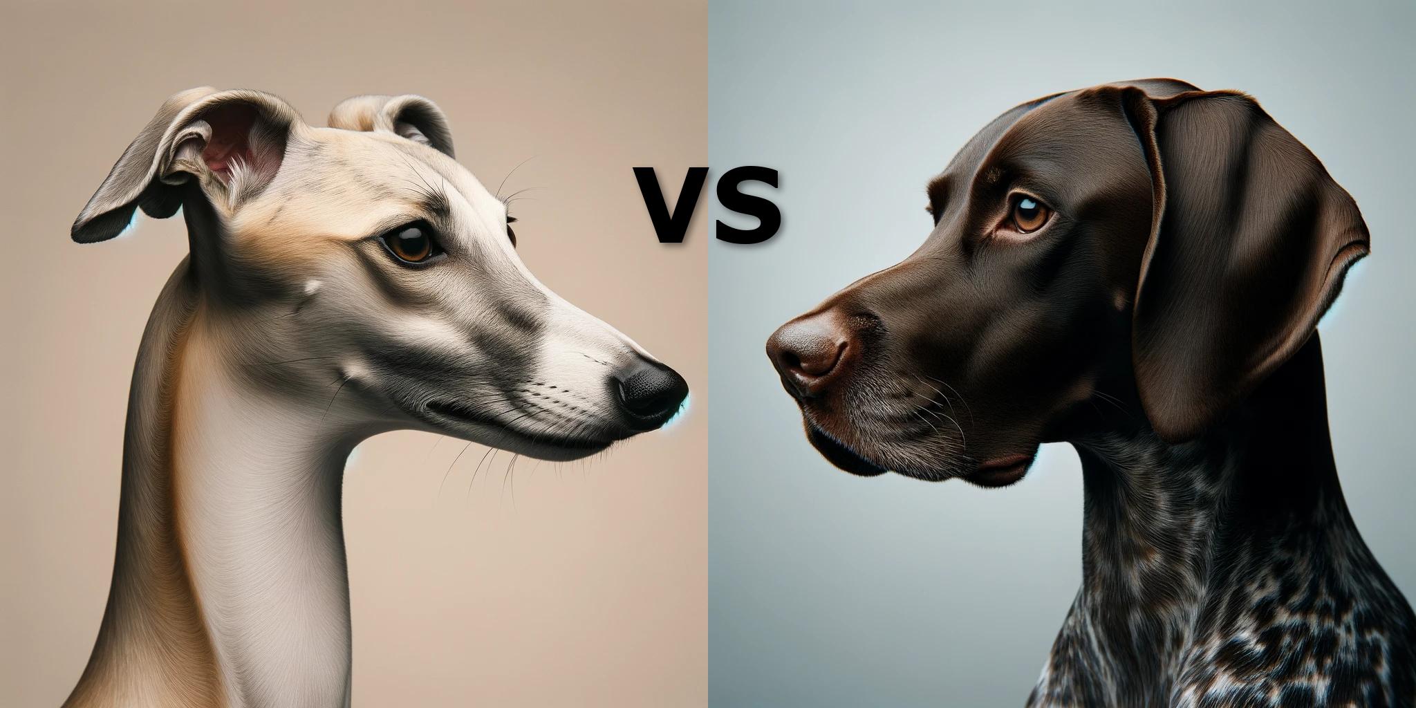 Whippet vs German Shorthaired Pointer - My Dog Breeds