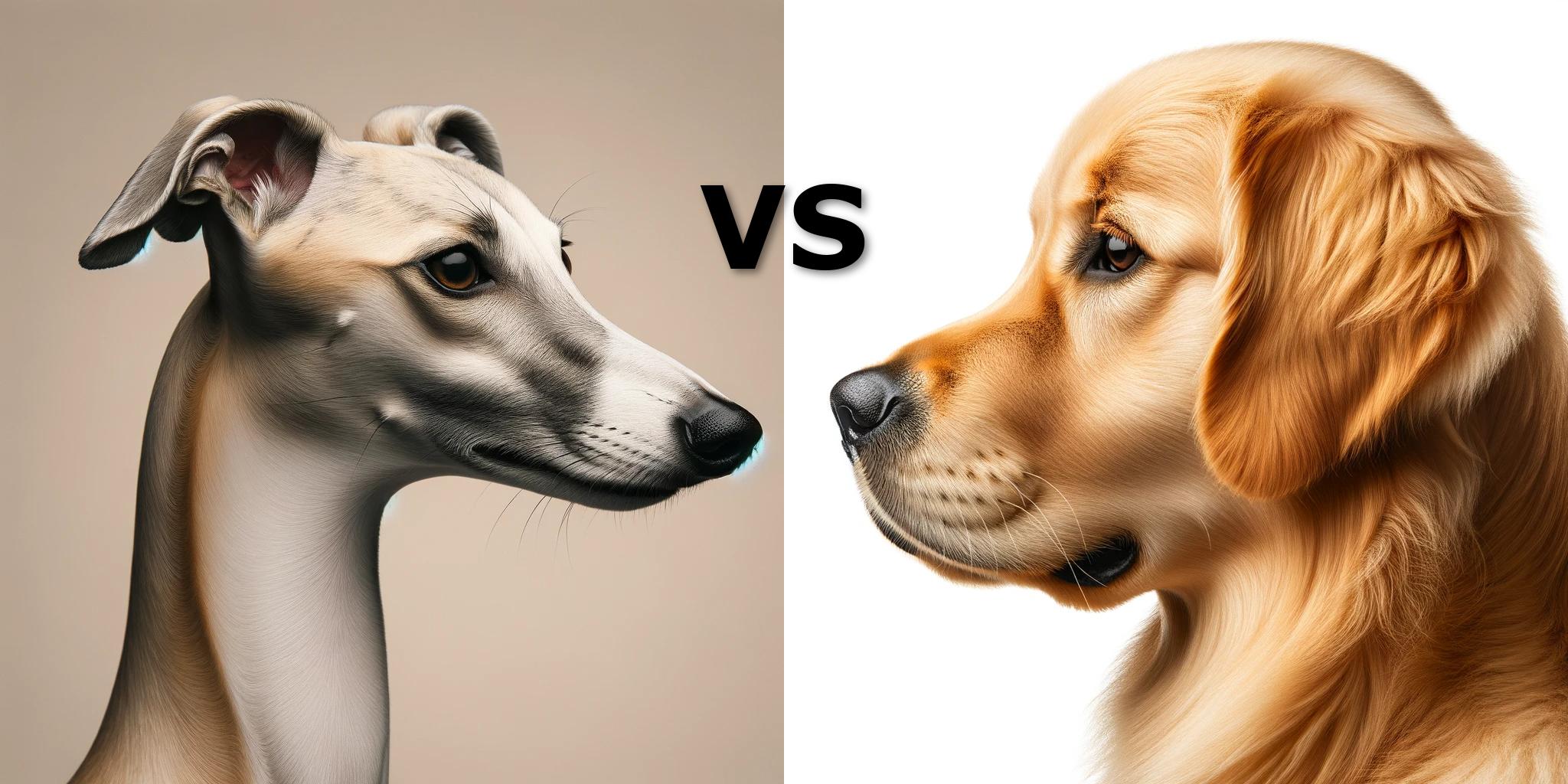 Whippet vs Golden Retriever - My Dog Breeds